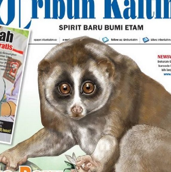 Mengenal Kukang Indonesia | Selamatkan Kukang | Kukangku