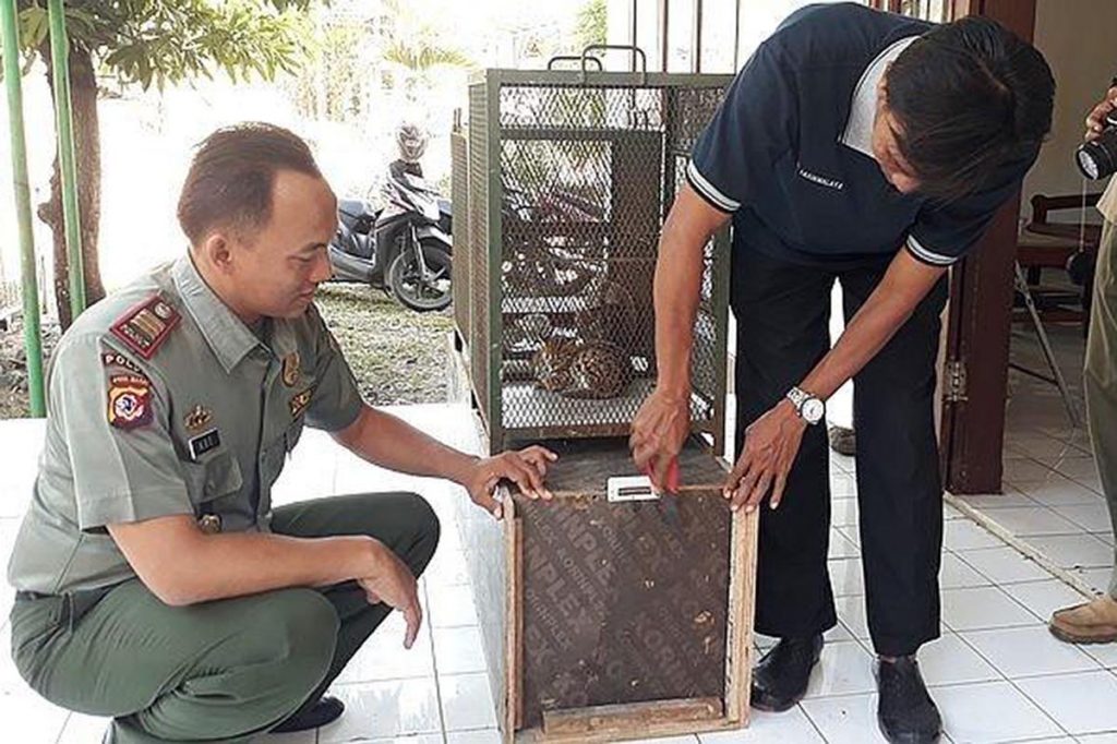 Empat Satwa Dilindungi Diserahkan Warga ke BBKSDA Jabar | Kukangku