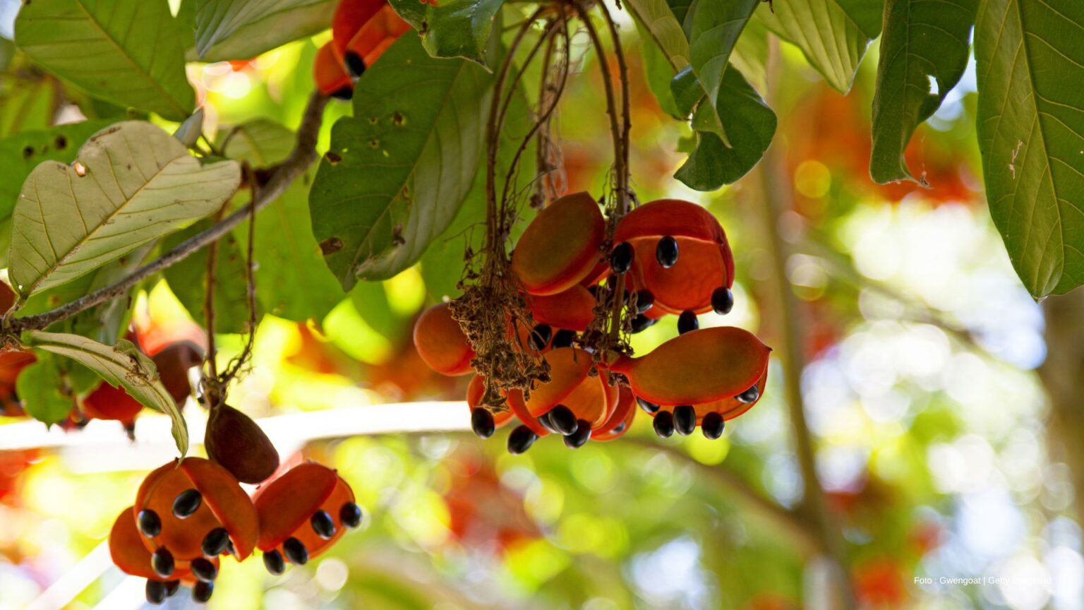 4 Jenis Pohon Penghasil Getah Kegemaran Kukang - Kukangku