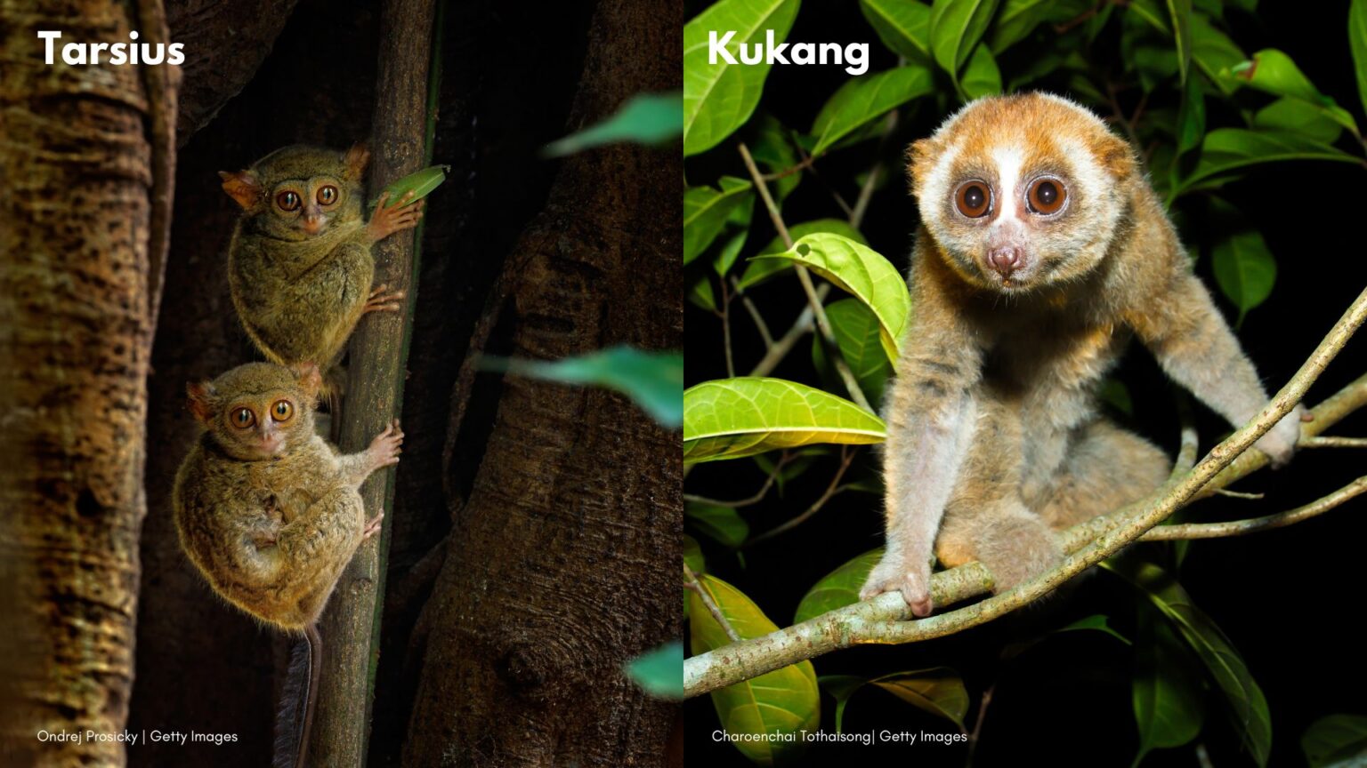 Tarsius dan Kukang : Terlihat Mirip tapi Berbeda Rupa - Kukangku